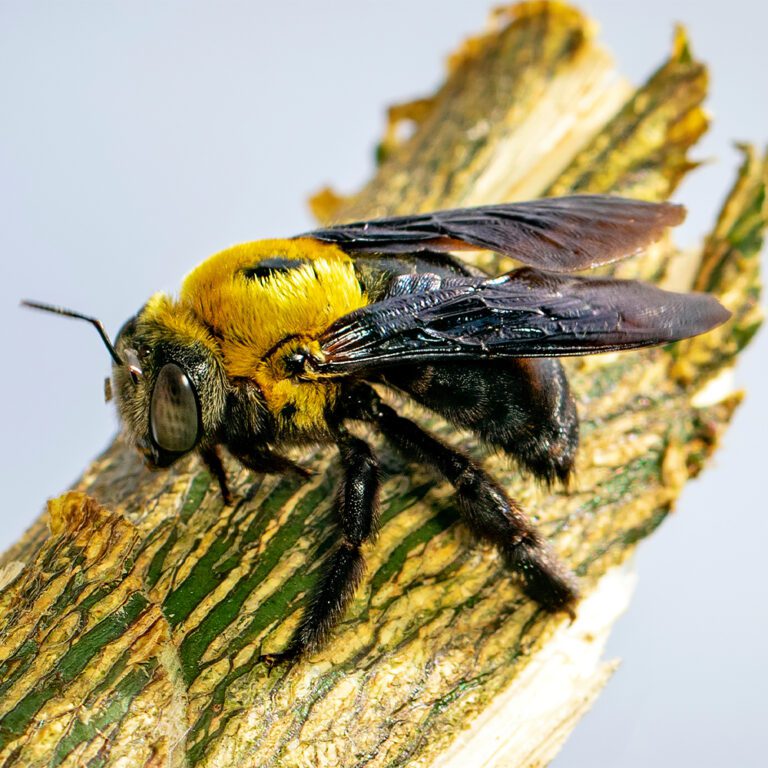 Carpenter Bees Extermination | Jersey Shore | Potter Pest
