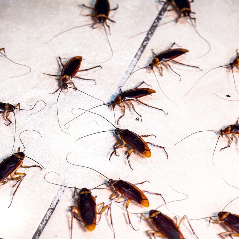 Cockroach Extermination | Jersey Shore | Potter Pest