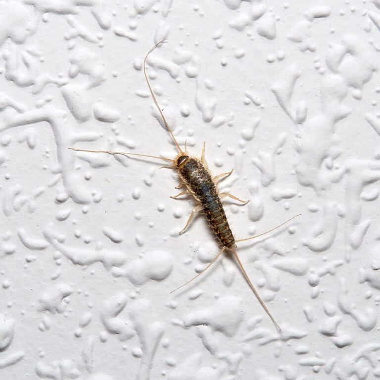 Silverfish Extermination | Toms River, NJ | Potter Pest